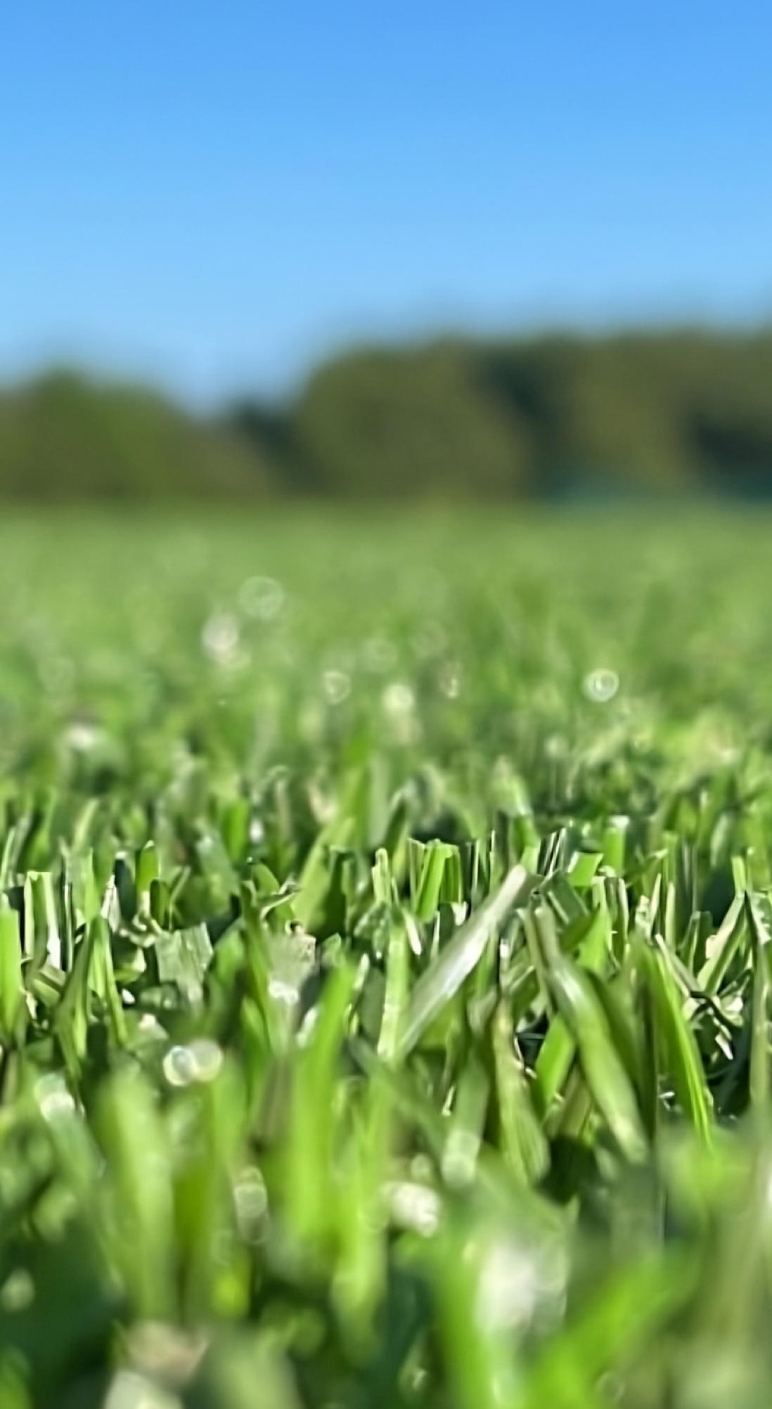 The Definitive Guide to Sports Fields: Hybrid, Natural & Synthetic ...