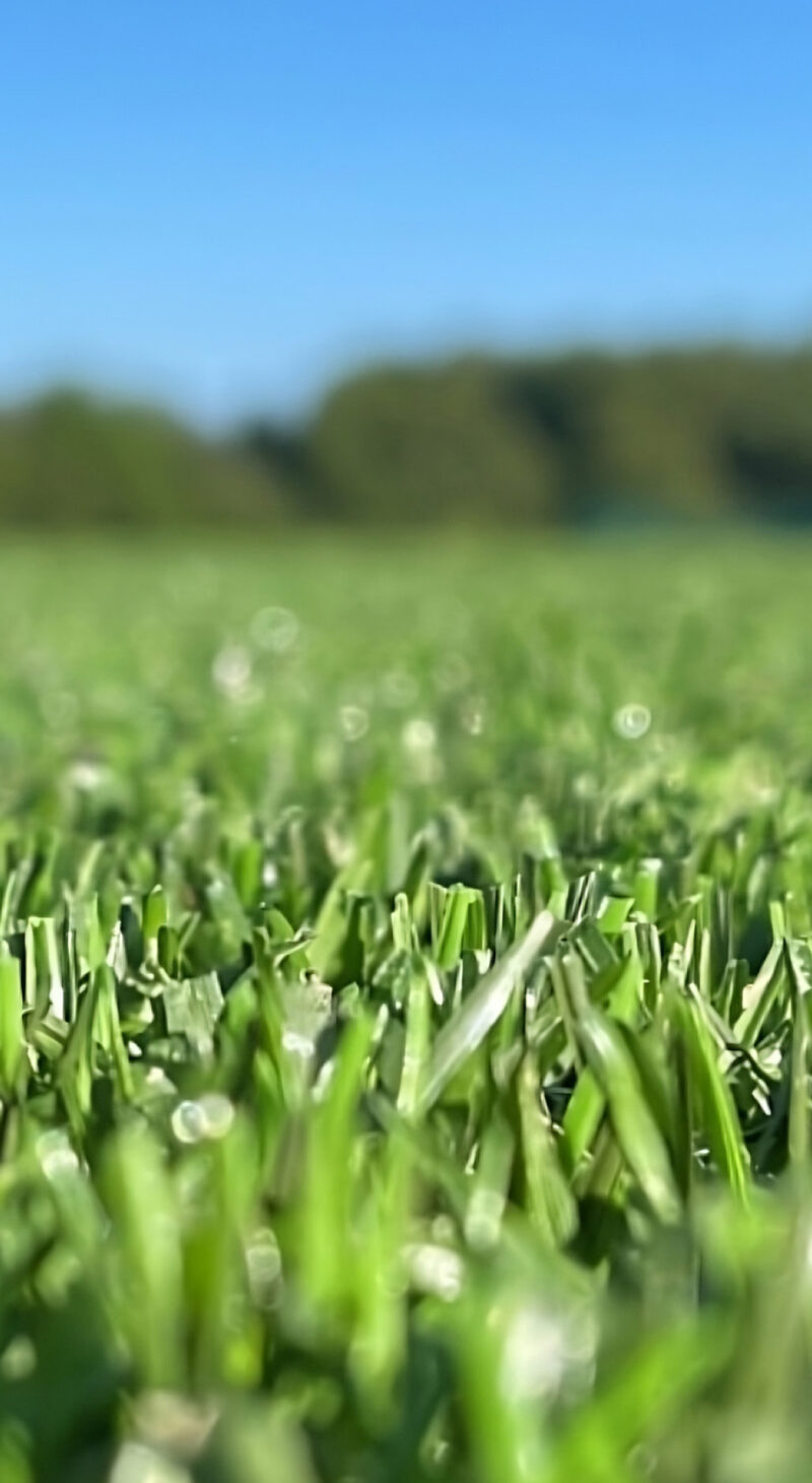 Rugby Union Pitch Dimensions And Markings - SIS Pitches