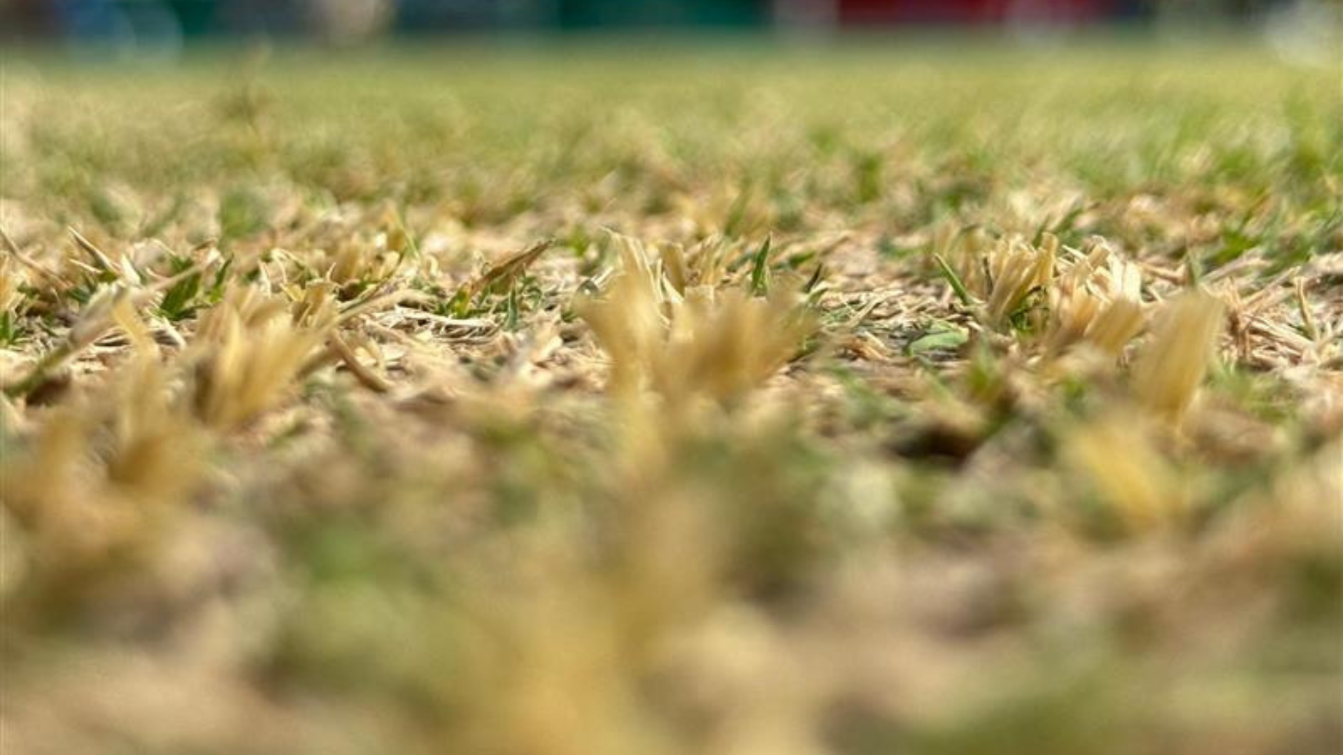 How Hybrid Pitches Have Unlocked a New Era of Sporting Theatre at ...